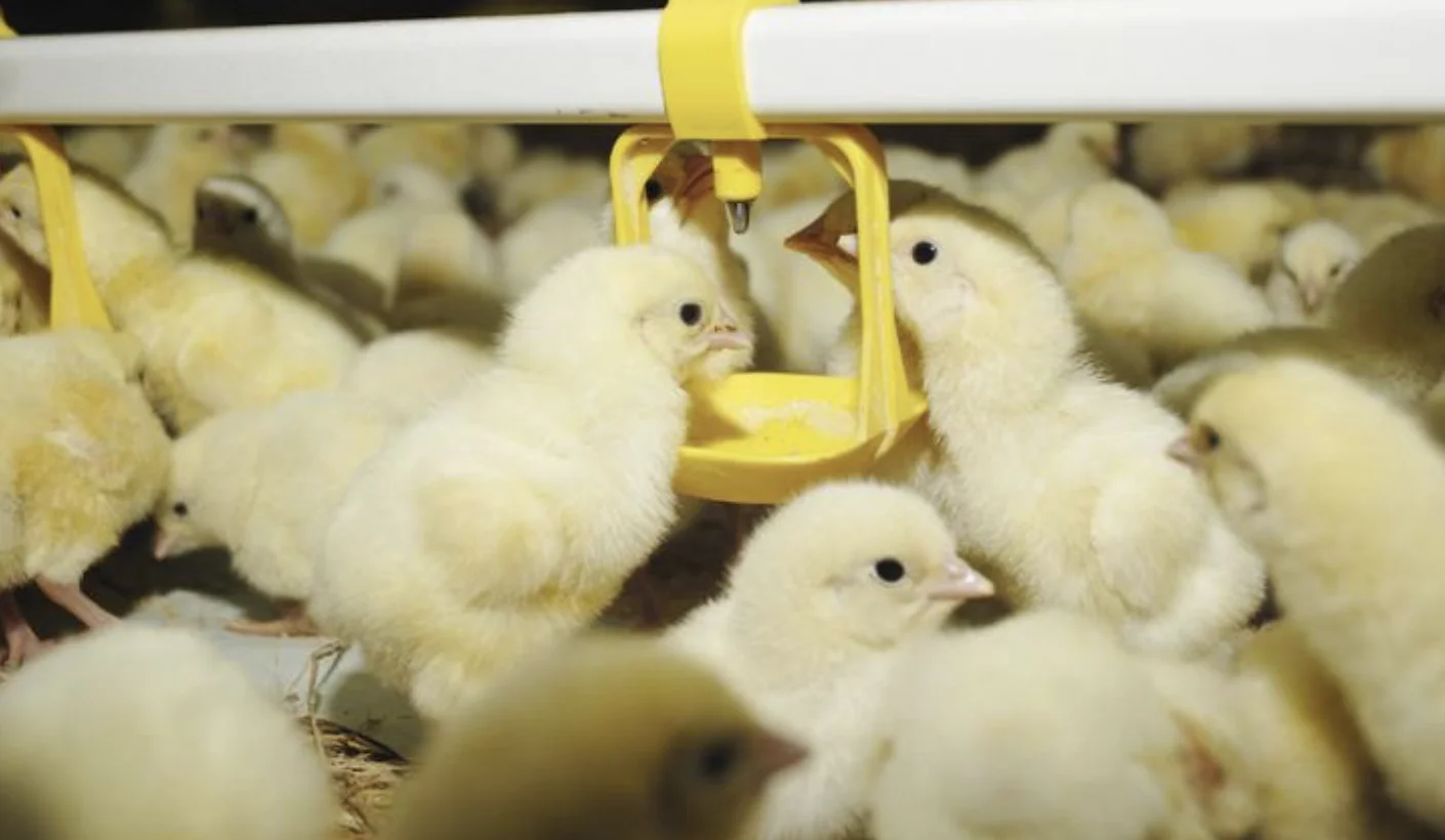 Morrisville firm targets $7M raise for device that vaccinates 100K ...